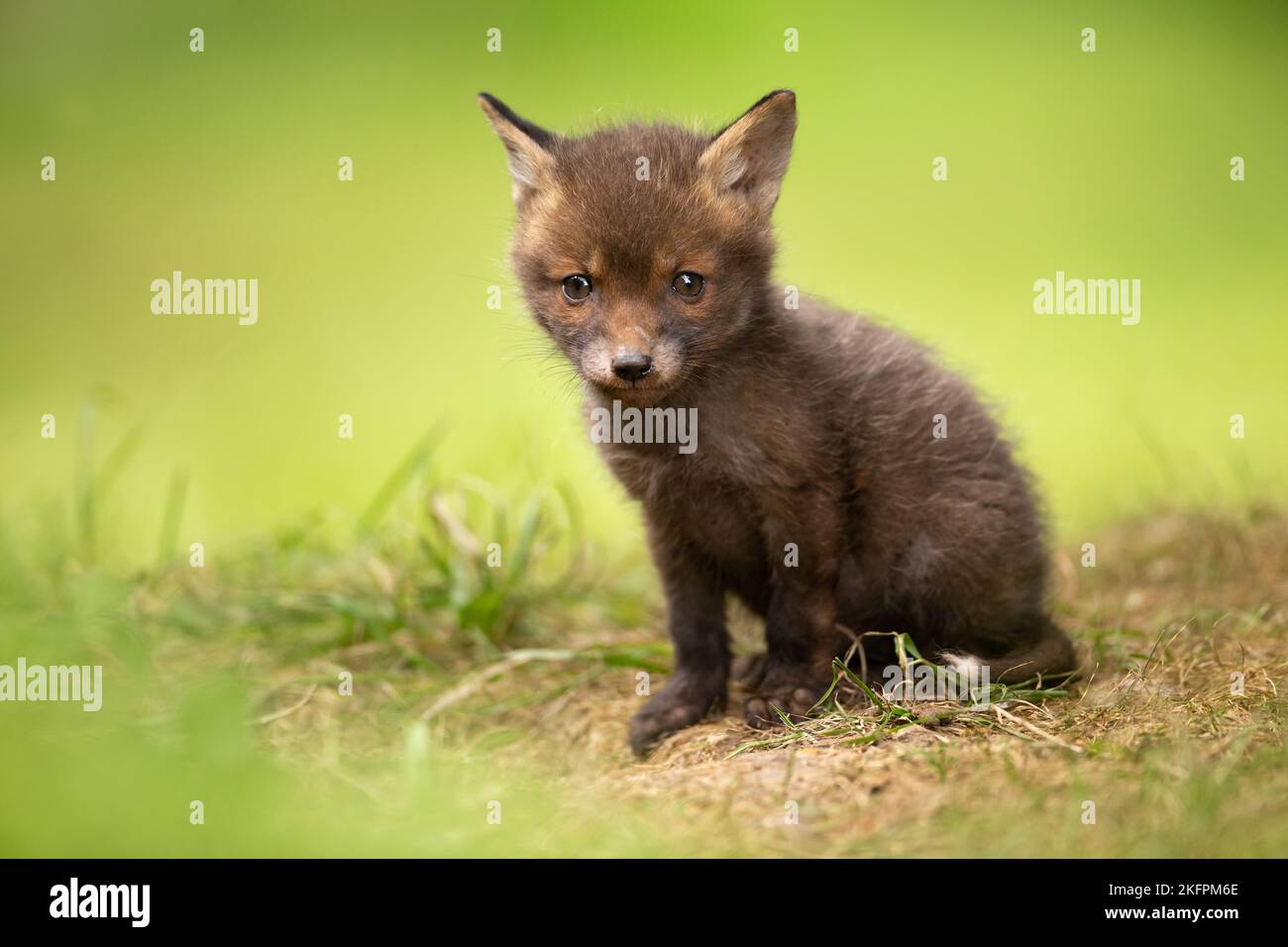 A very young fox cub explores it's new surroundings outside the den ...