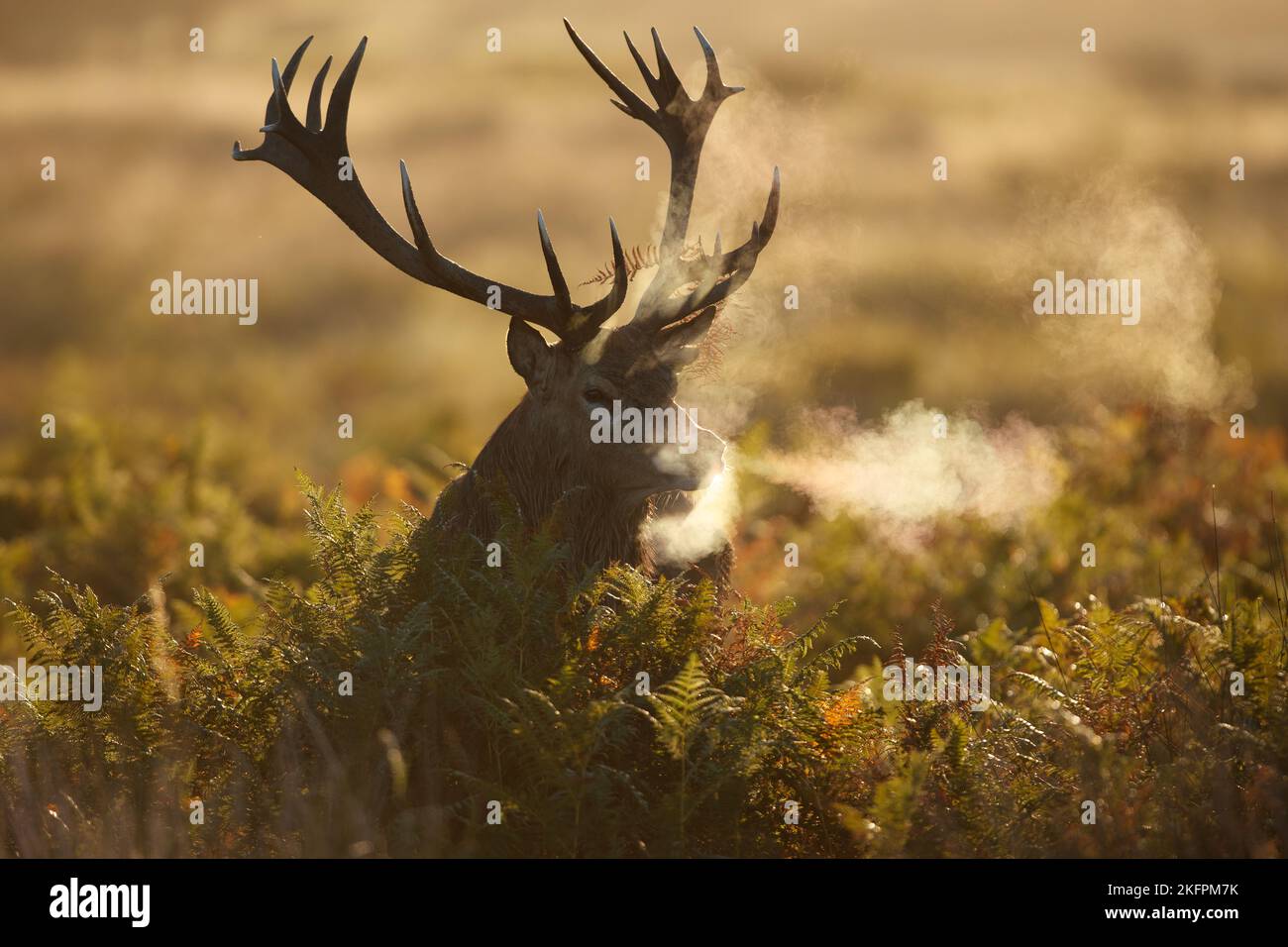 Large stag breathing in the cold morning air during rutting season ...