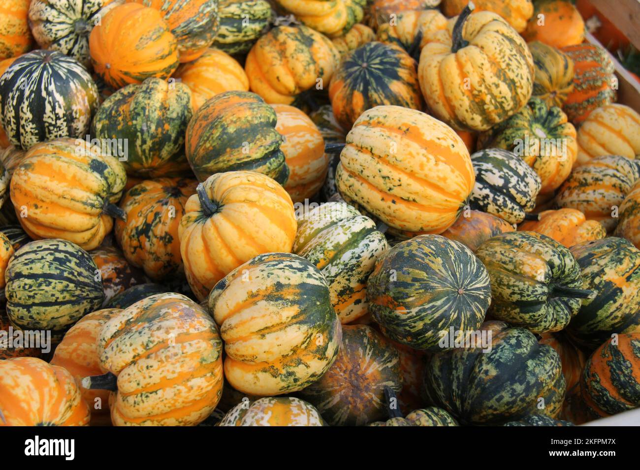 A Selection of Various Colours of Festival Pumpkin Fruits Stock Photo ...