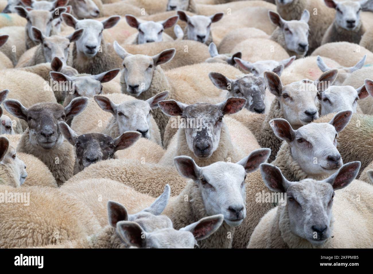 Flock of fat lambs, sired by a Charollais ram, ready for market. North ...