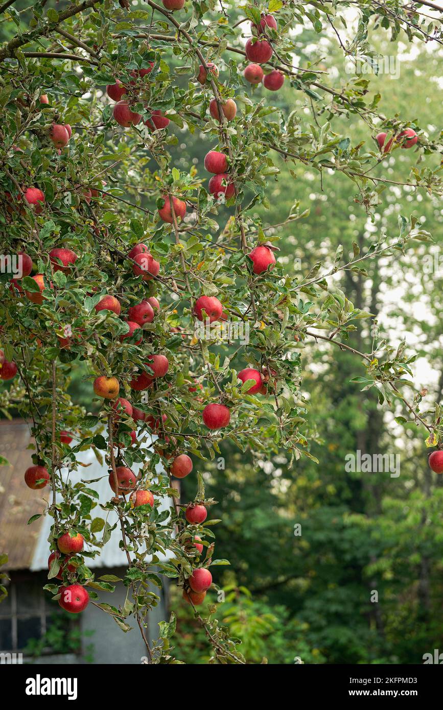 An old apple orchard Stock Photo - Alamy