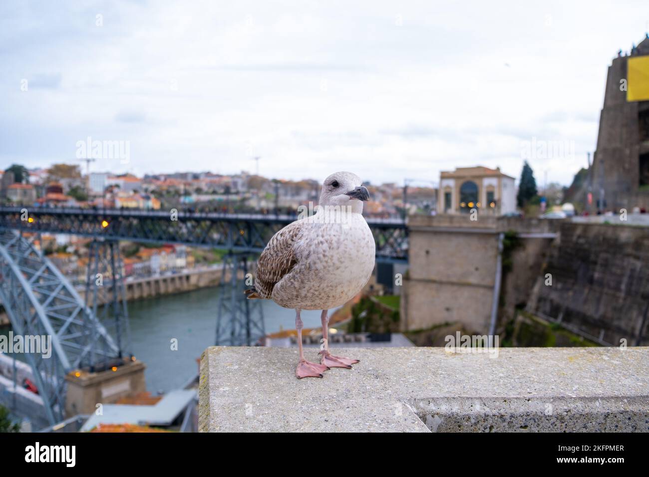 White and gray Seagull bird or seabird standing feet on wall with Douro ...