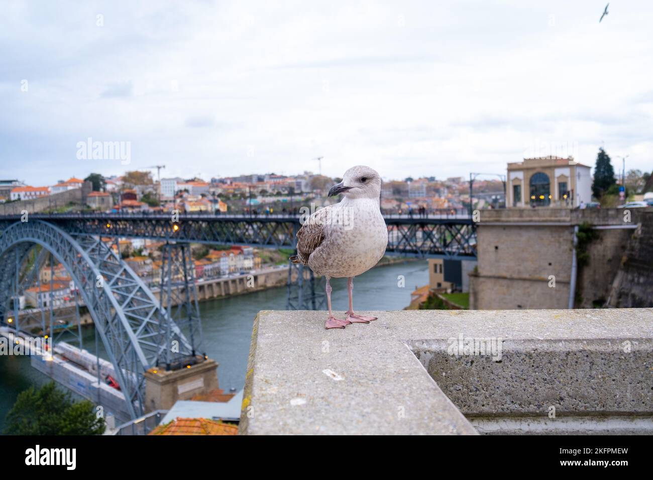 Seagull feet hi-res stock photography and images - Alamy