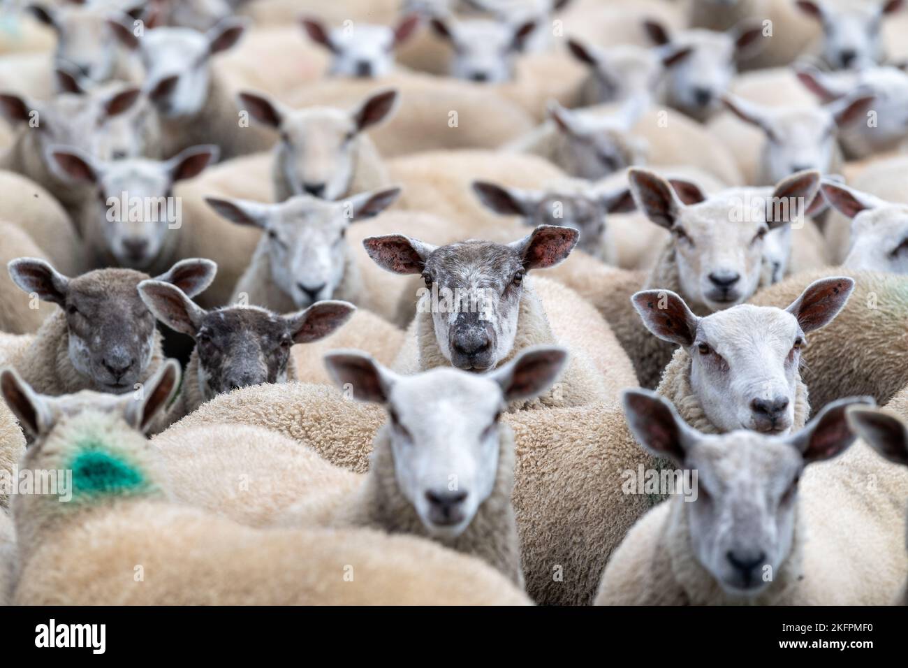 Flock of fat lambs, sired by a Charollais ram, ready for market. North ...