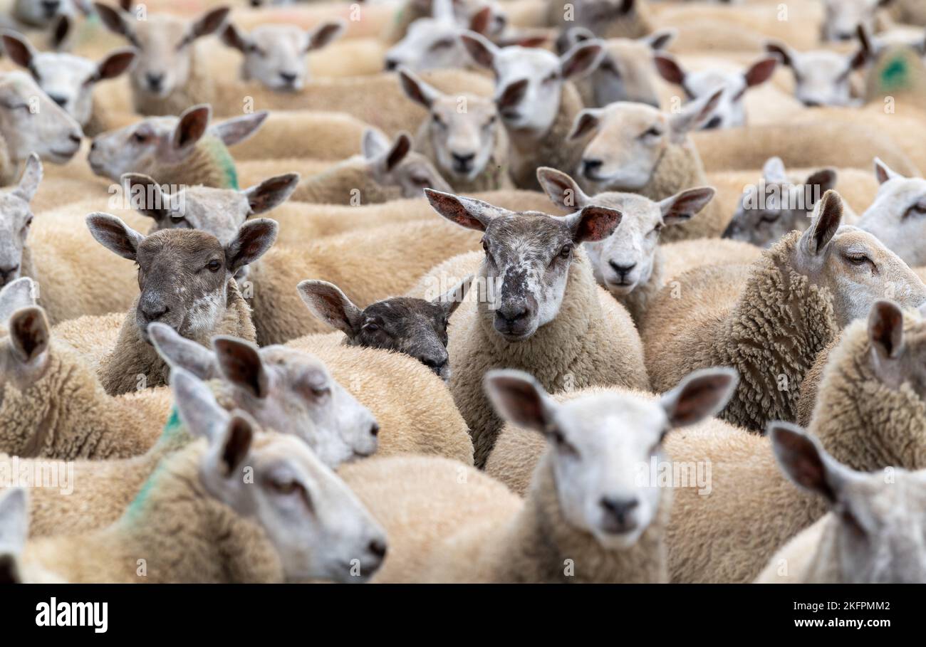 Fattened lamb hi-res stock photography and images - Alamy