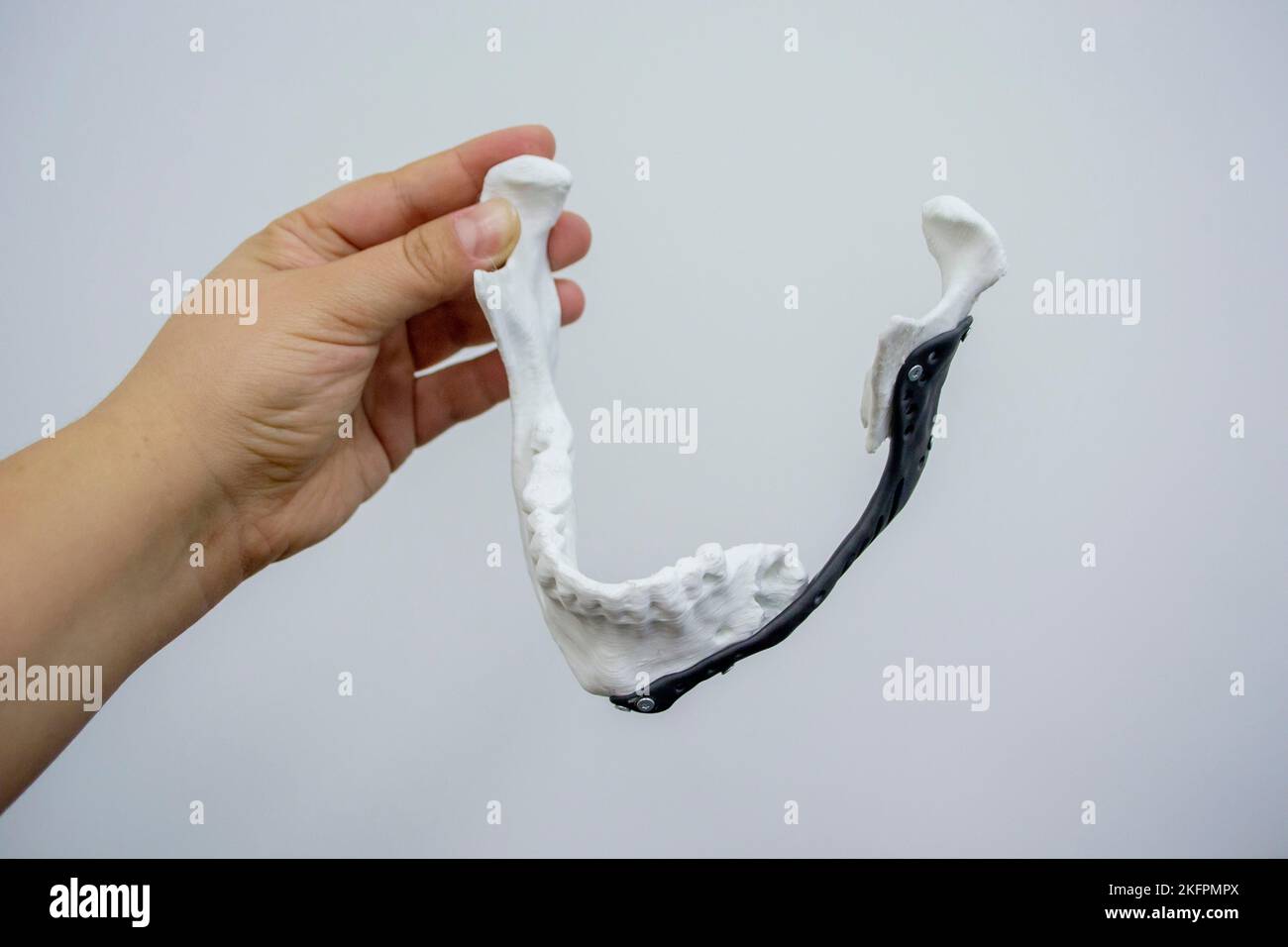 Person holding in hand 3D printed plastic prototype human lower jaw and ...