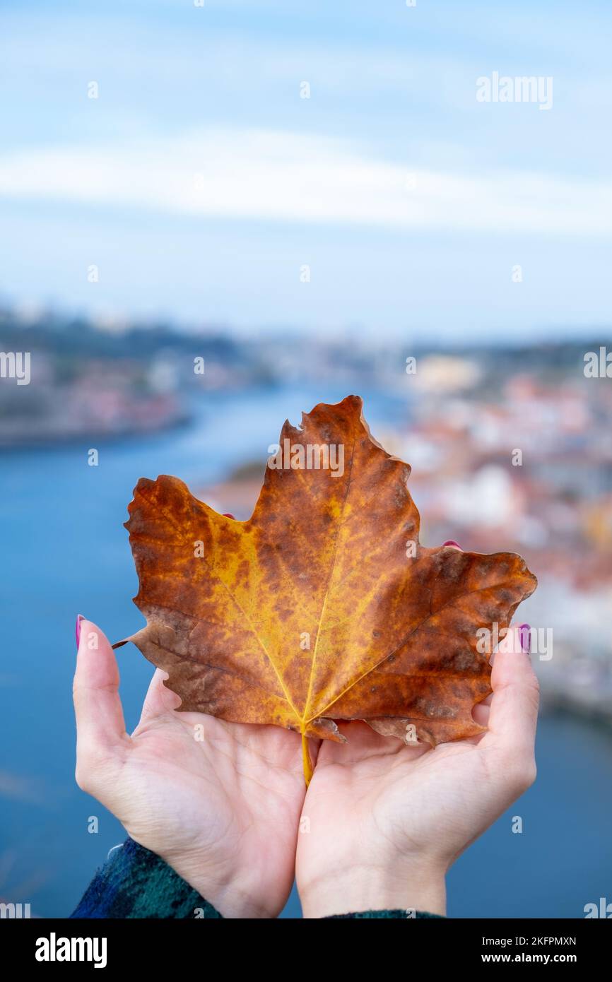 Female hands holding autumn leave Douro river on background in Porto ...