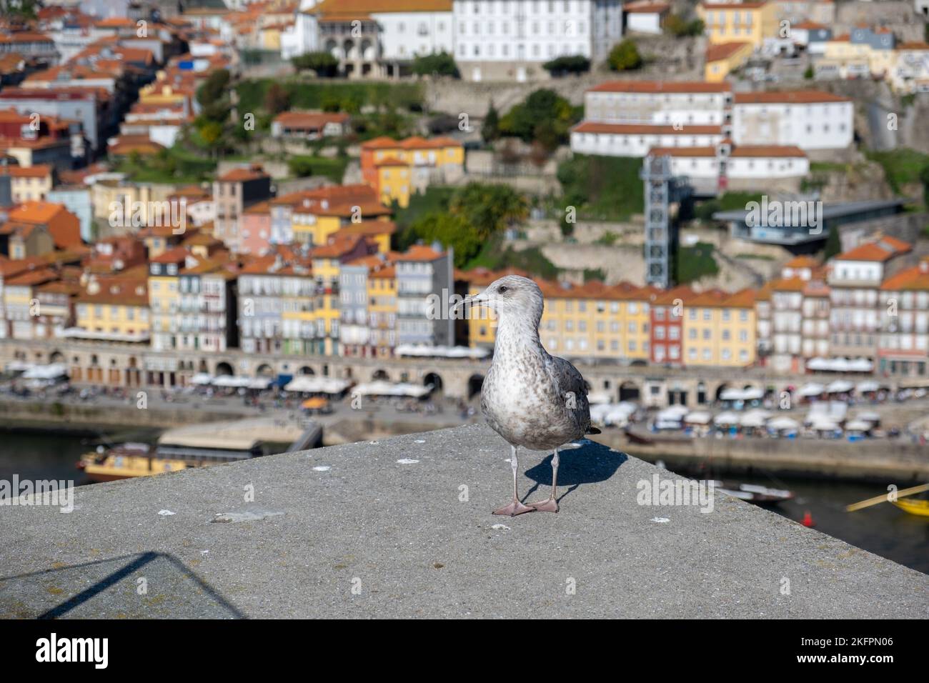 Portrait of Seagull bird or seabird standing feet on wall with Douro ...