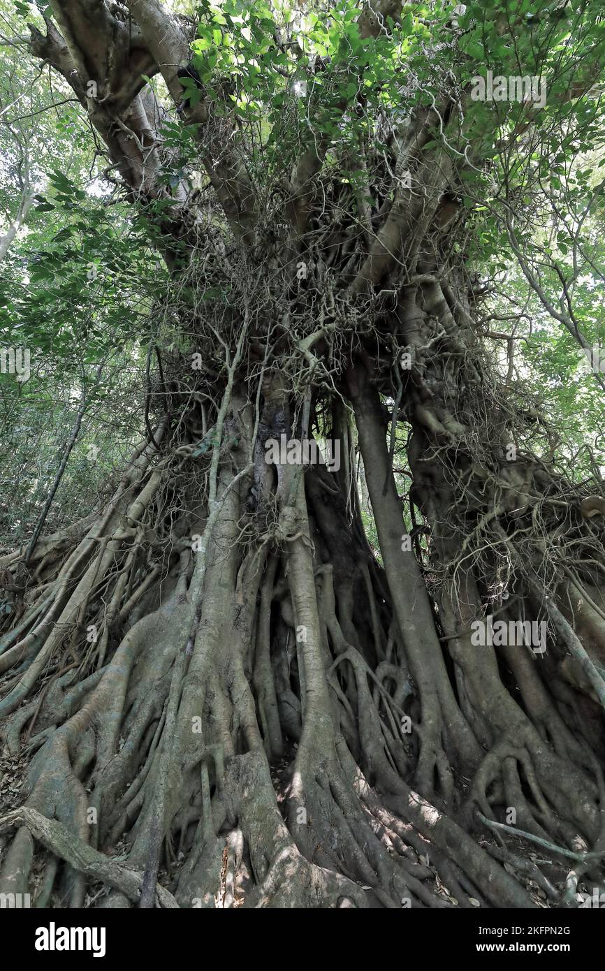 287 Large strangler fig tree on the circuit track surrounding Lake ...