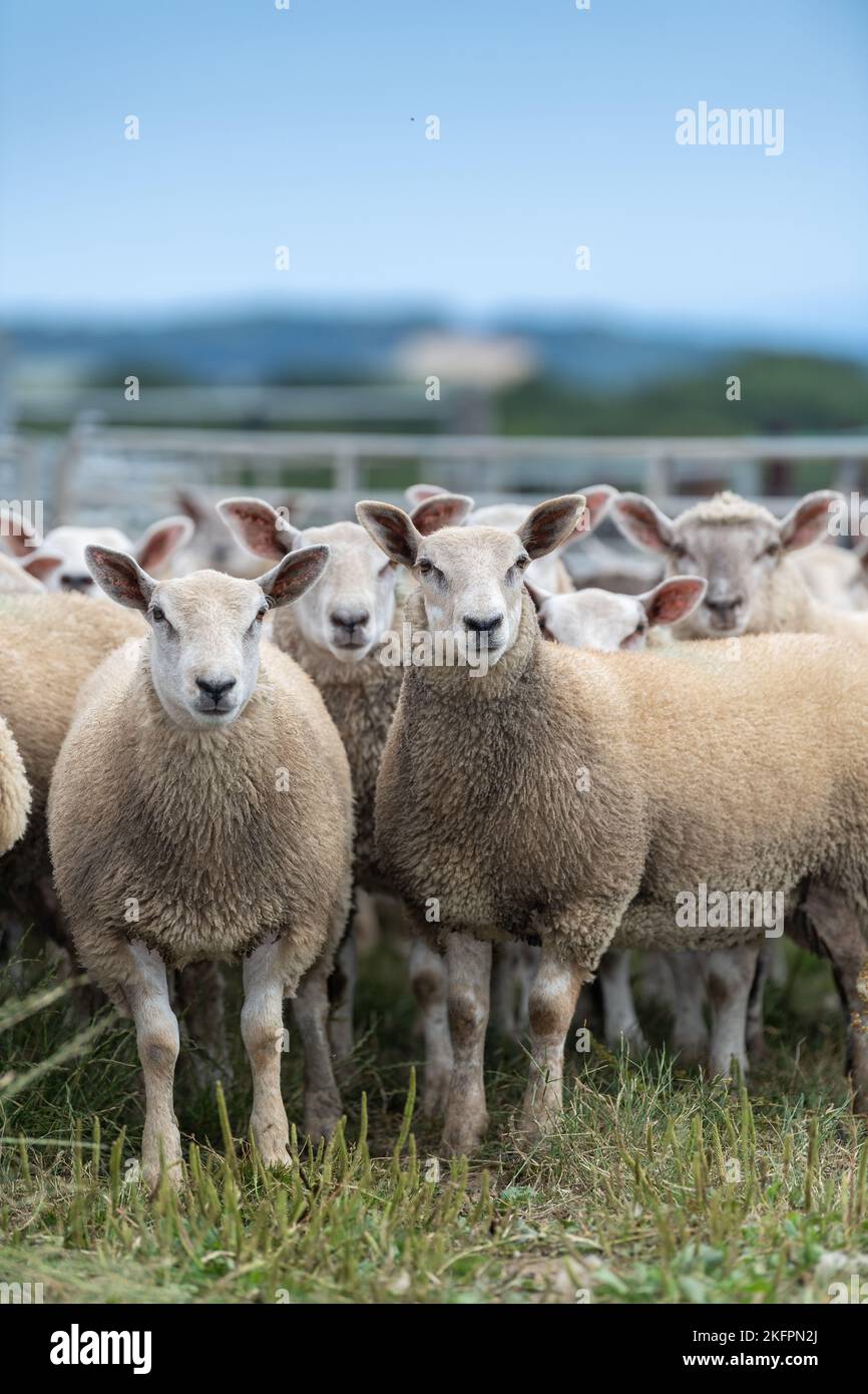 Real Overweight Animals