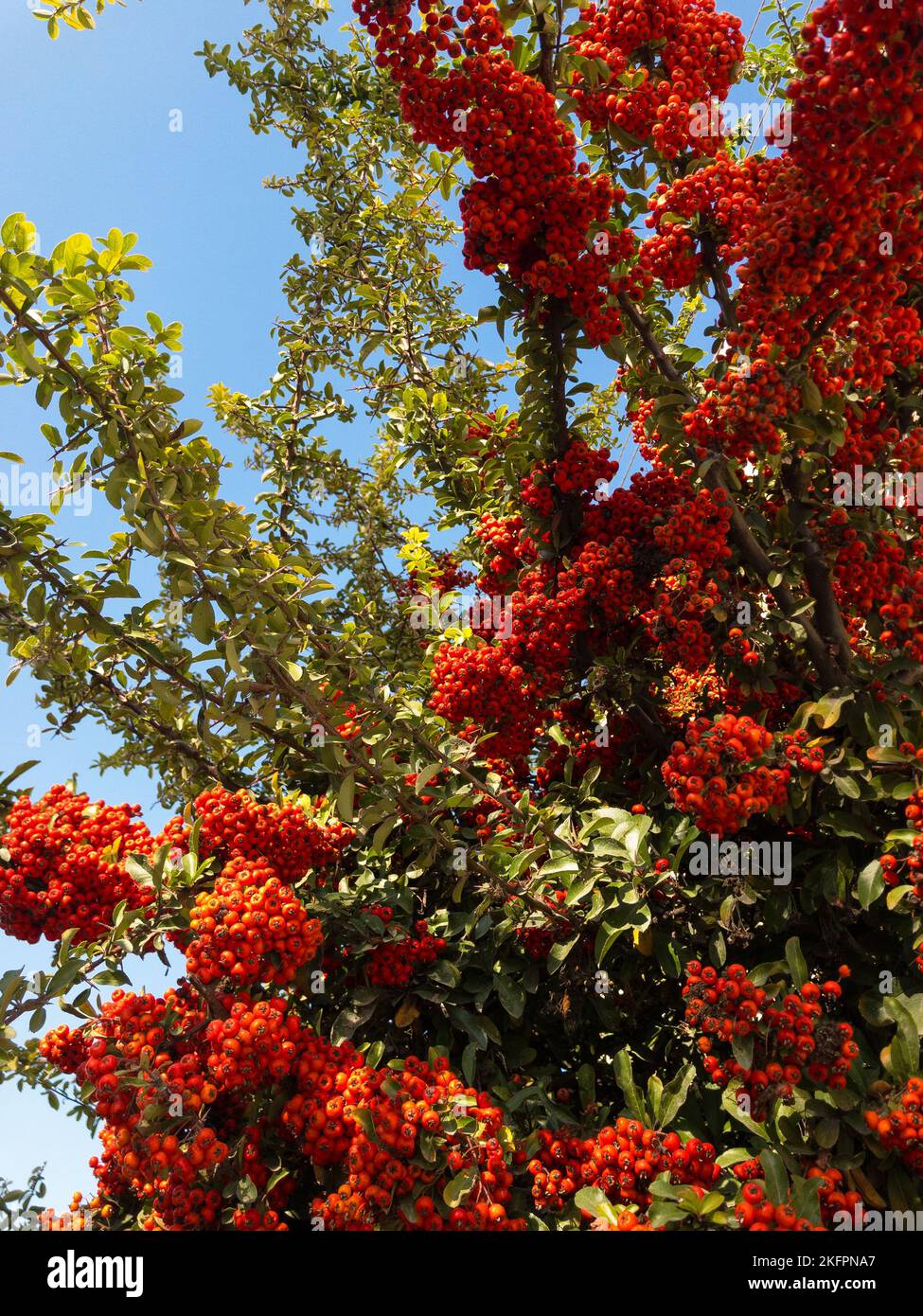 Pyracantha (Firethorn) berry evergreen shrub, closeup Stock Photo - Alamy