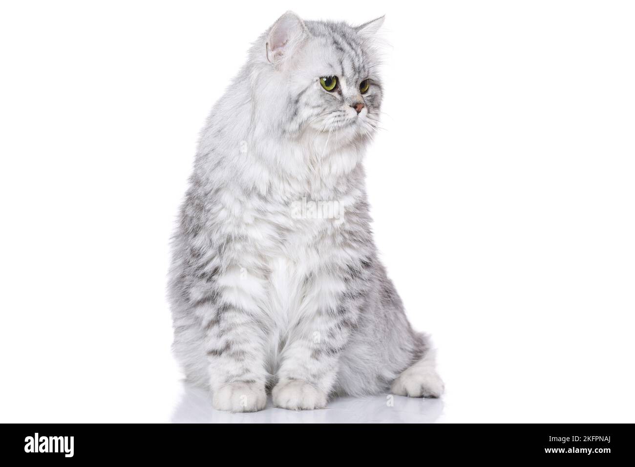 young Highlander tomcat Stock Photo - Alamy