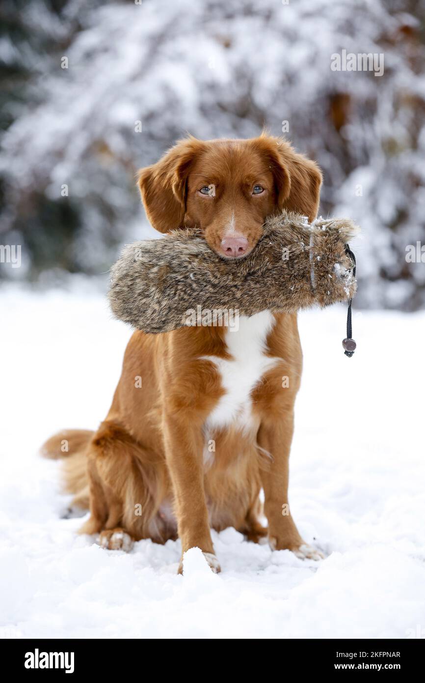Nova Scotia Duck Tolling Retriever with dummy Stock Photo - Alamy