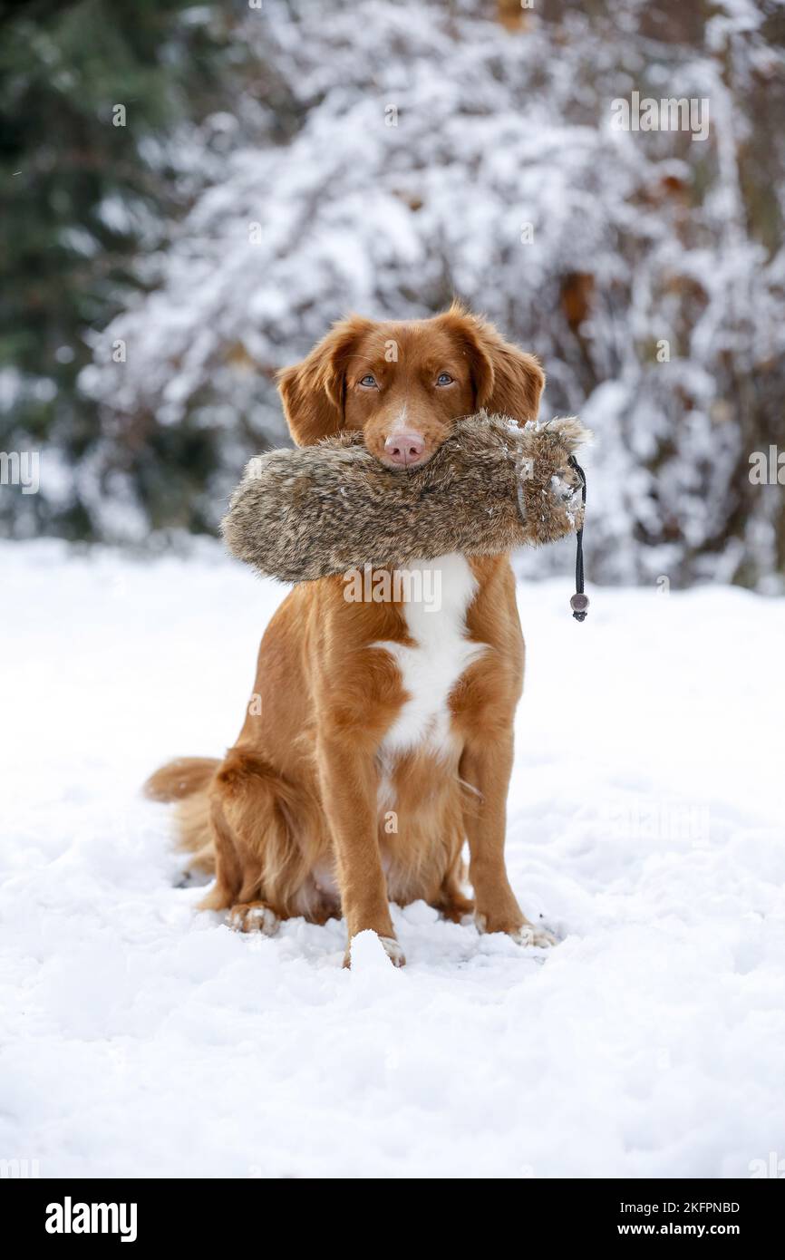 Nova Scotia Duck Tolling Retriever with dummy Stock Photo - Alamy