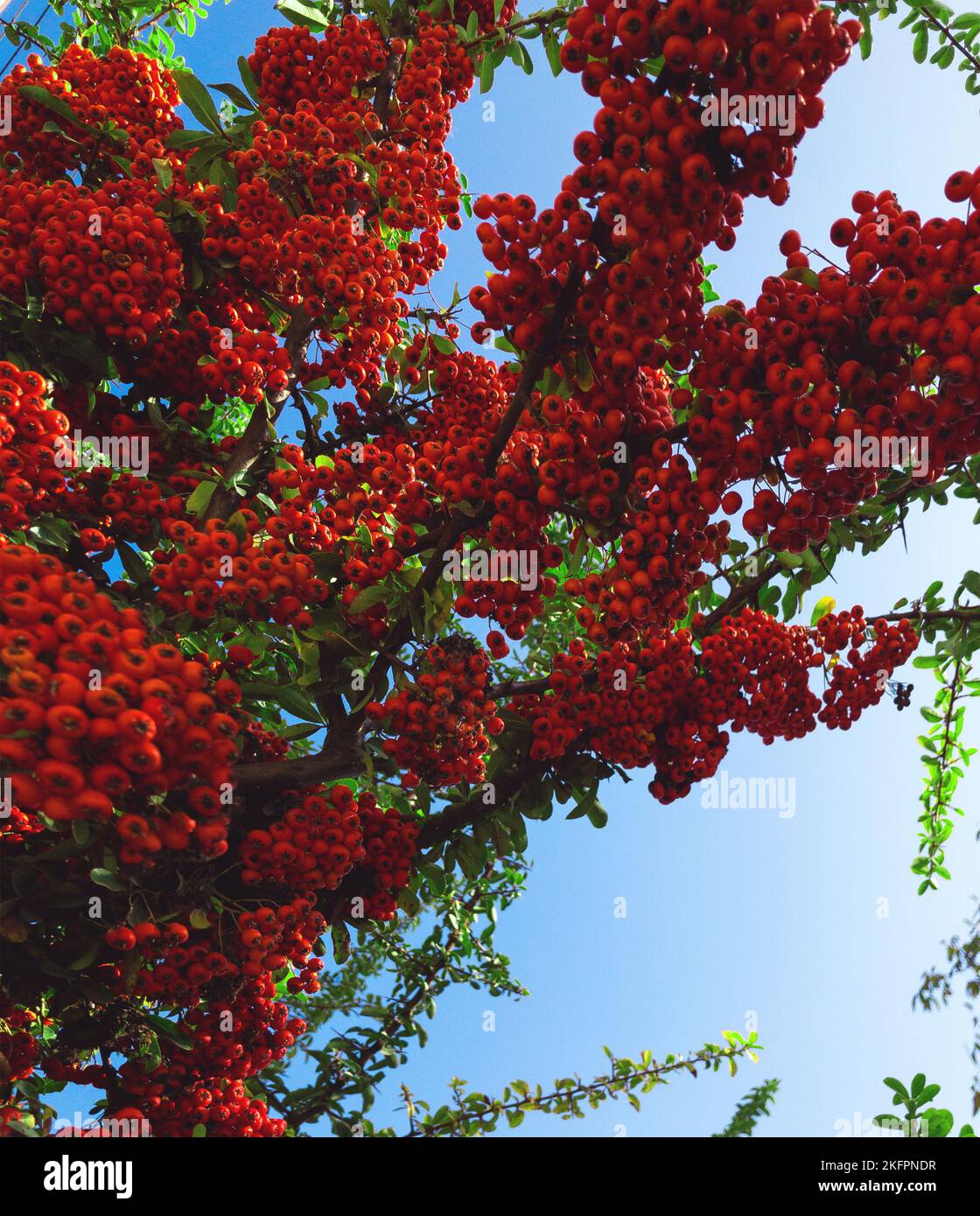 Pyracantha bush firethorn gardening hi-res stock photography and images ...