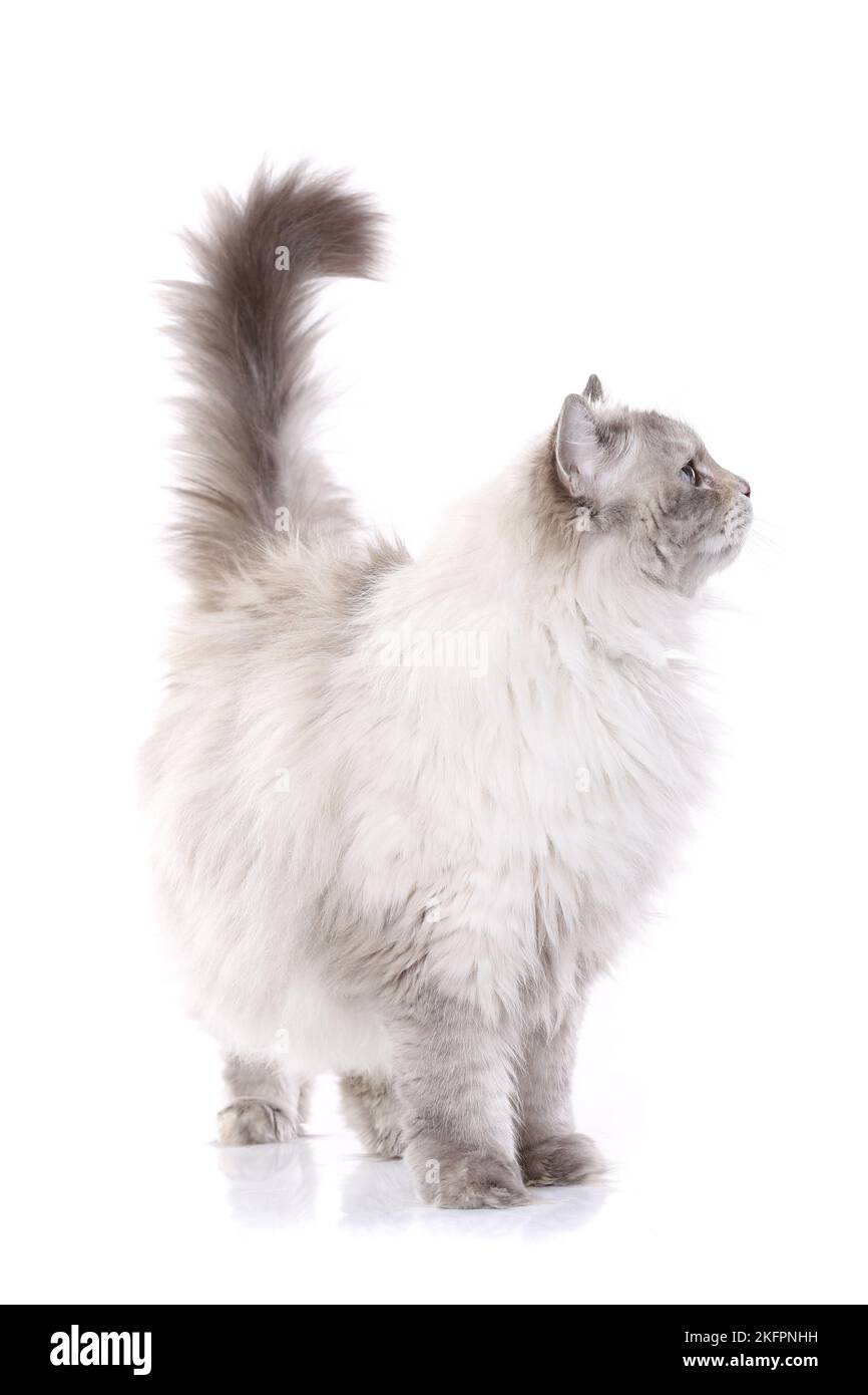 Neva masquerade point Cut Out Stock Images & Pictures - Alamy