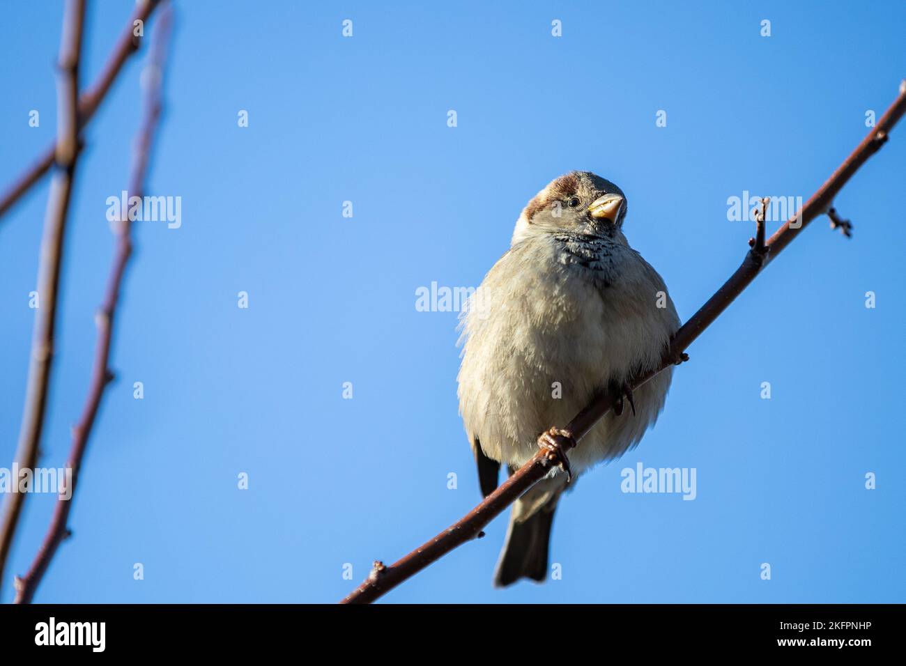 A closeup low angle shot of a Eurasian tree sparrow, Passer montanus ...