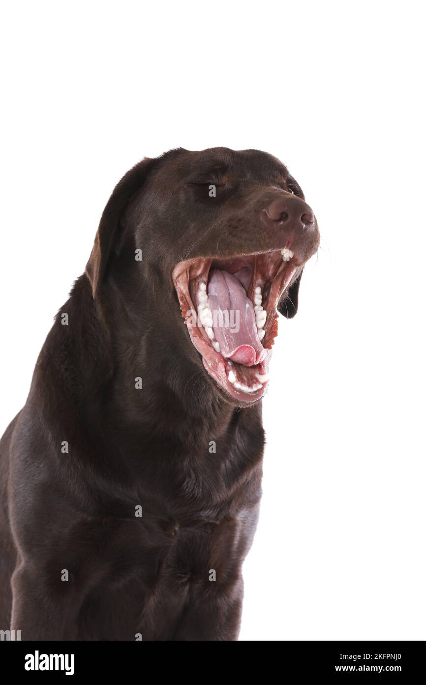 Labrador retriever yawning tired hi-res stock photography and images ...