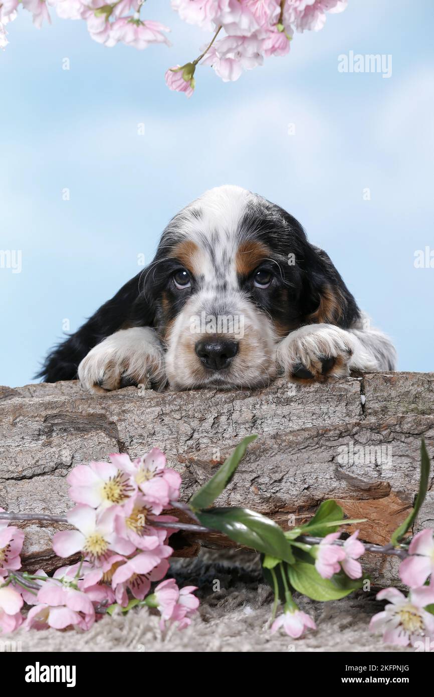 English Cocker Spaniel Puppy Stock Photo - Alamy