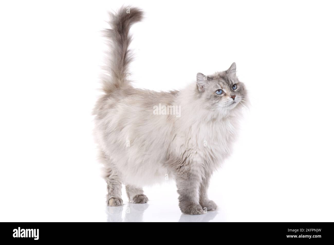 Neva side Cut Out Stock Images & Pictures - Alamy