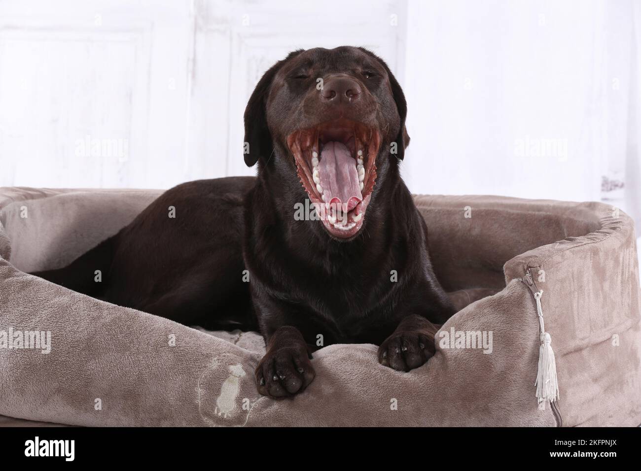 Labrador retriever yawning tired hi-res stock photography and images ...