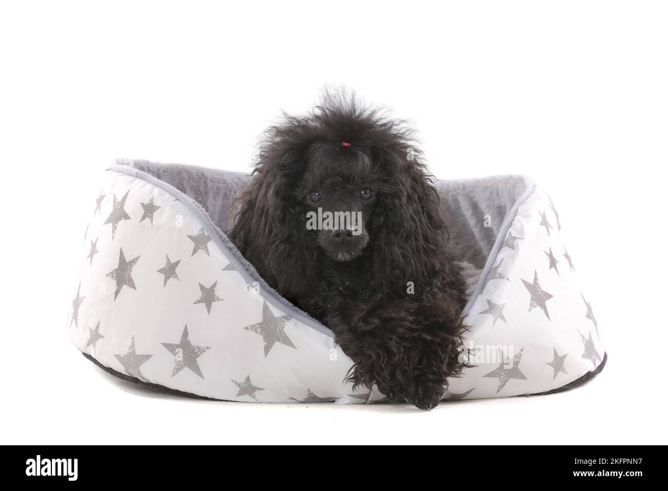 lying Standard Poodle Stock Photo - Alamy