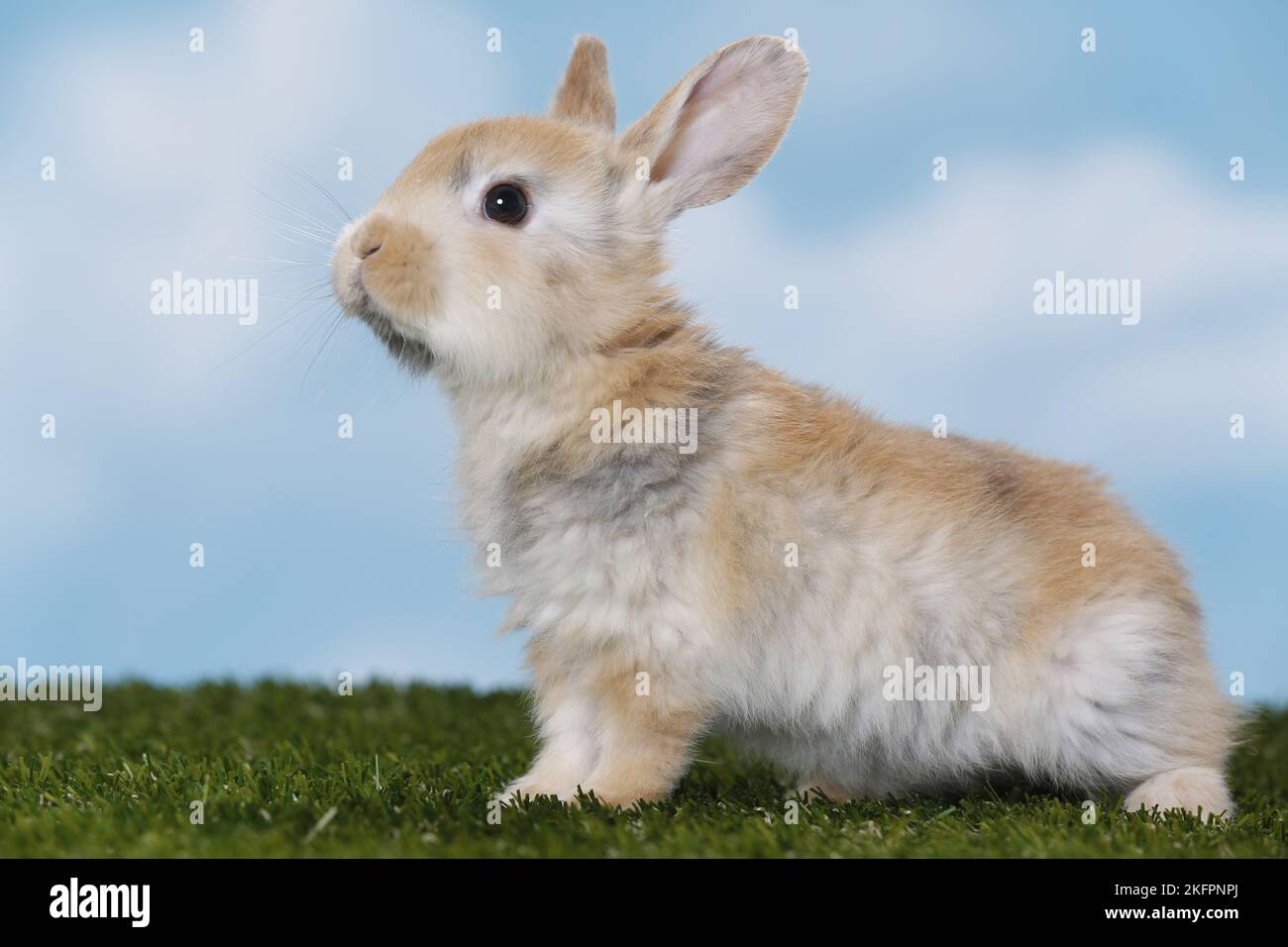Cute rabbit coloured studio hi-res stock photography and images - Alamy