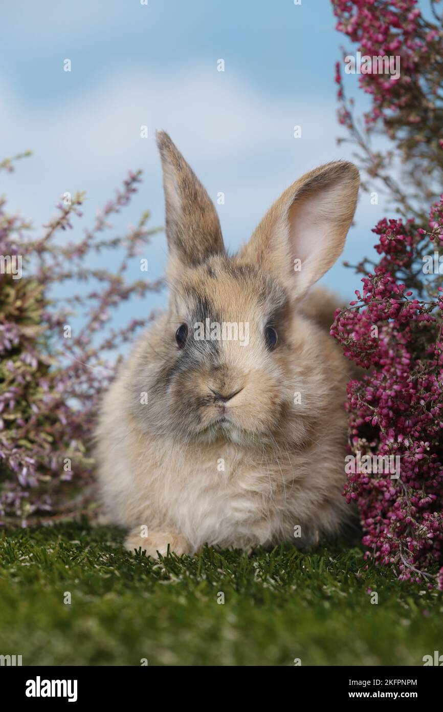 Cute rabbit coloured studio hi-res stock photography and images - Alamy