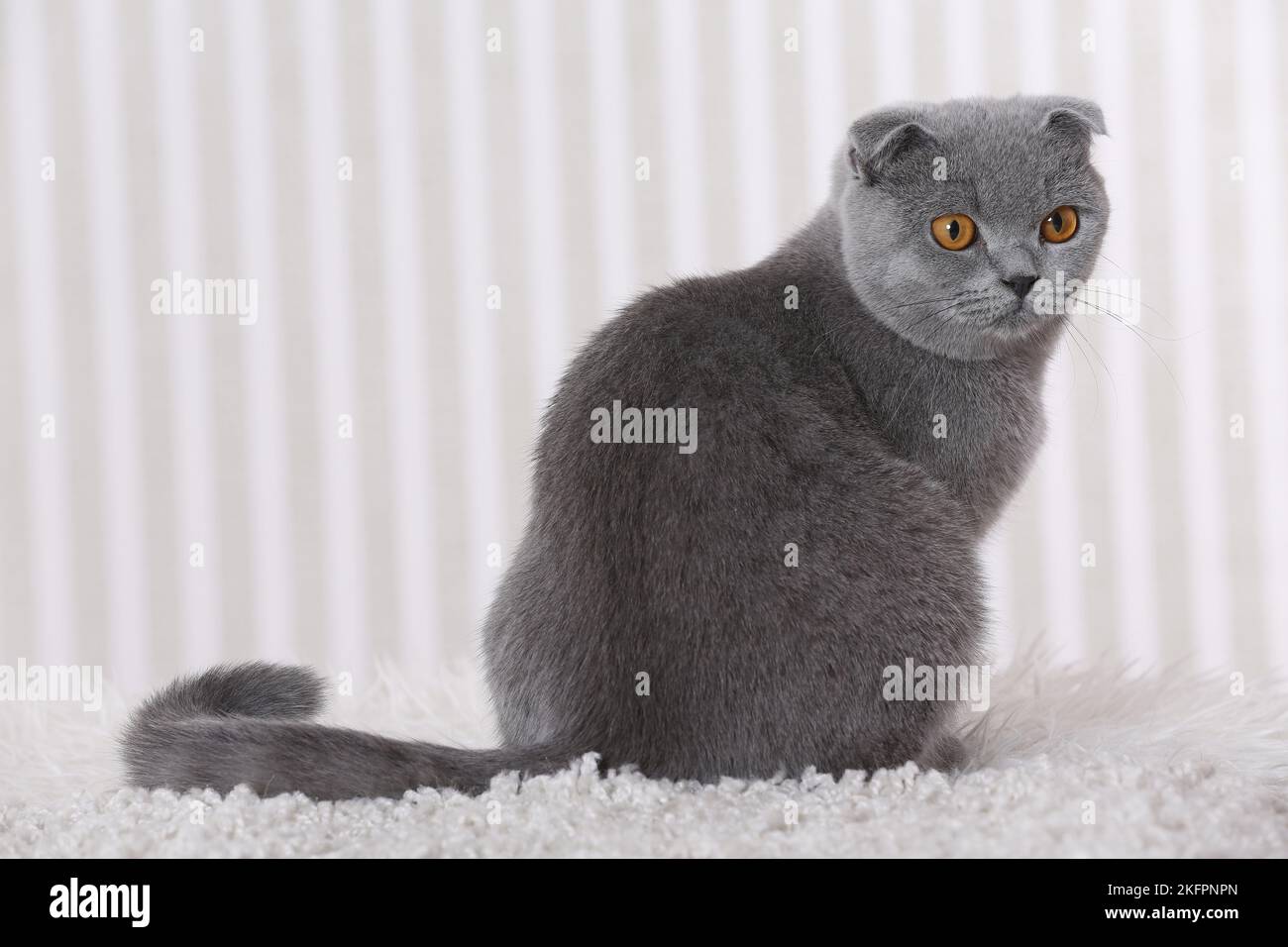 young Scottish Fold Stock Photo - Alamy
