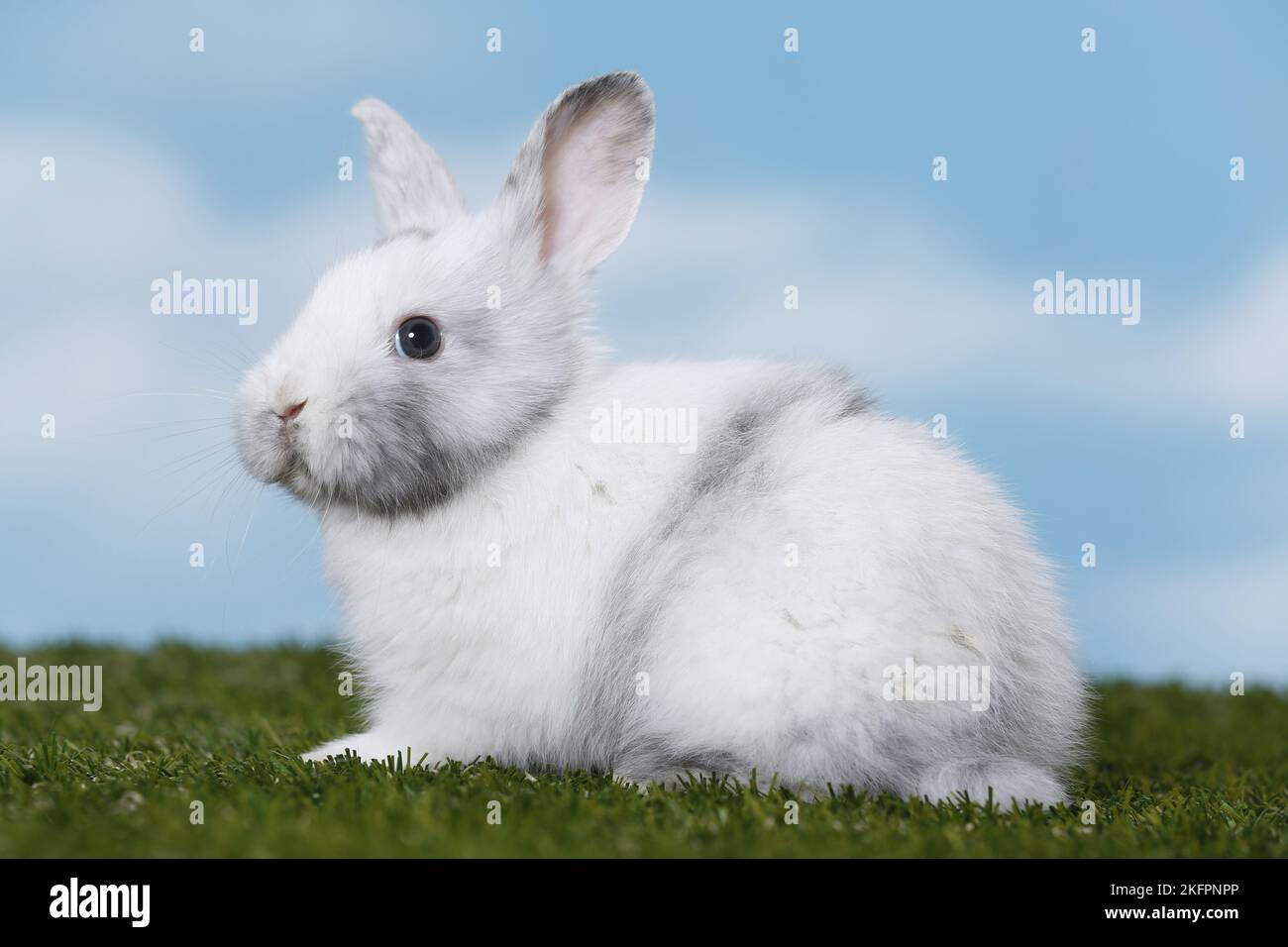 Cute rabbit coloured studio hi-res stock photography and images - Alamy
