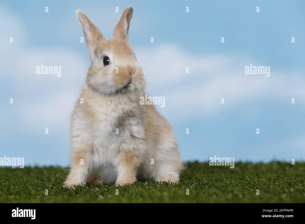 Cute rabbit coloured studio hi-res stock photography and images - Alamy