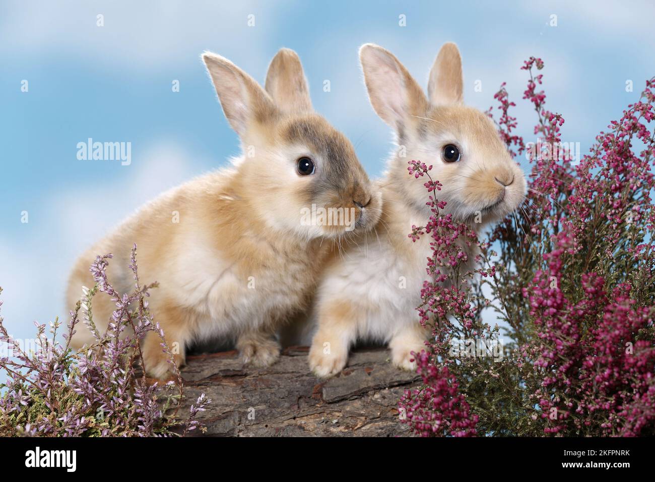 Two rabbits and colored flowers hi-res stock photography and images - Alamy