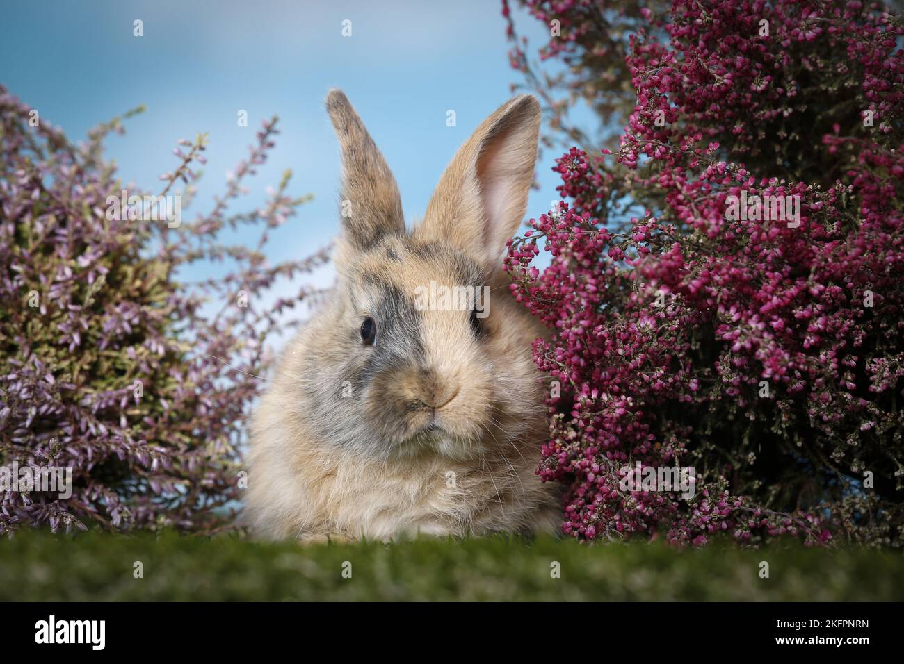Baby erica hi-res stock photography and images - Alamy