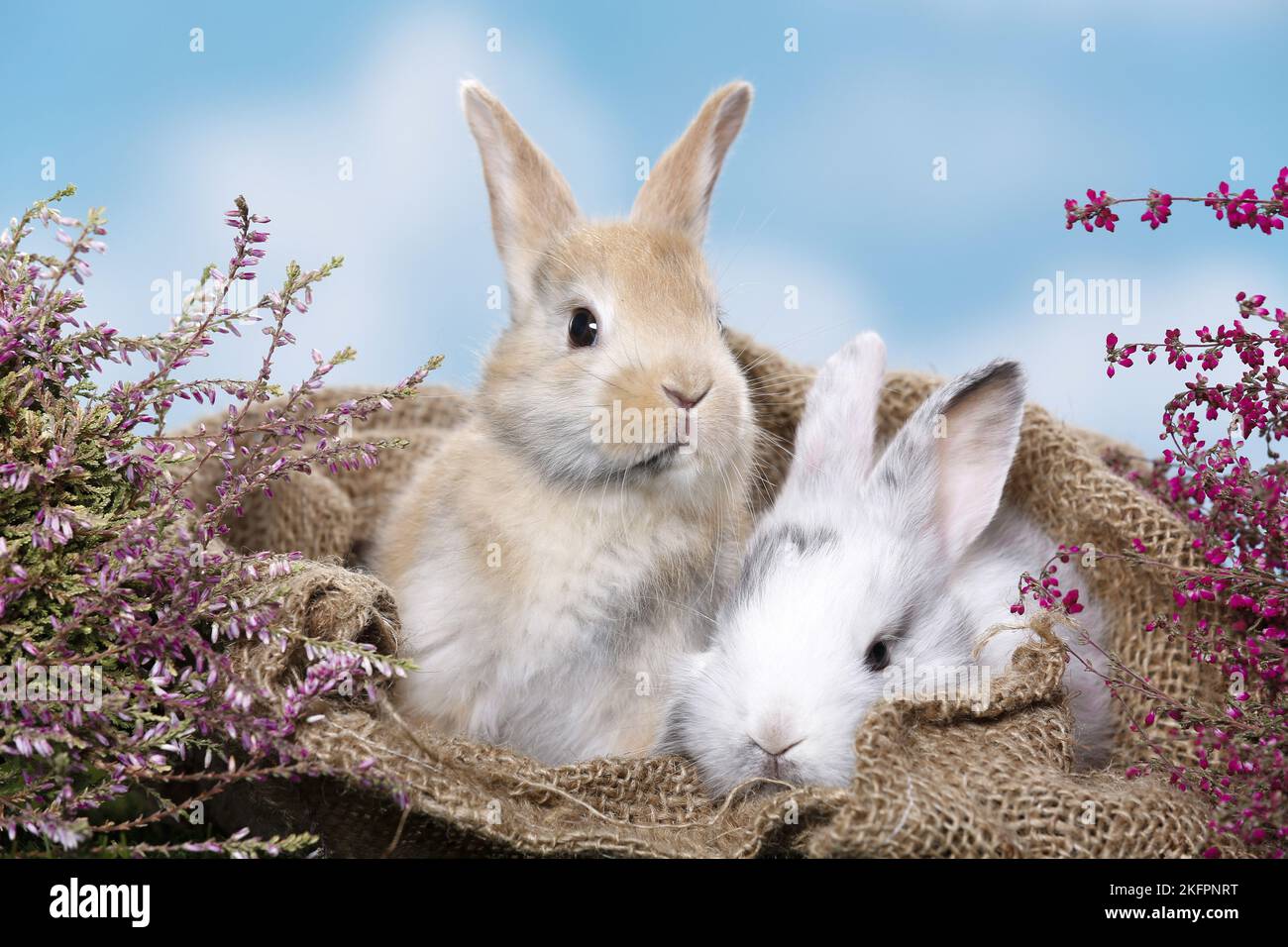 Two rabbits and colored flowers hi-res stock photography and images - Alamy