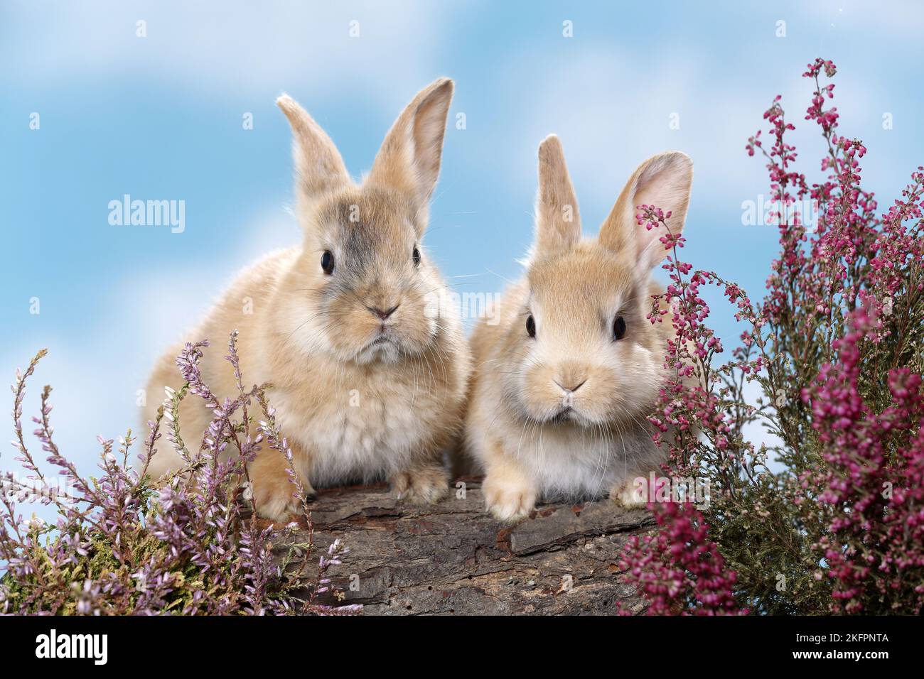 Baby erica hi-res stock photography and images - Alamy