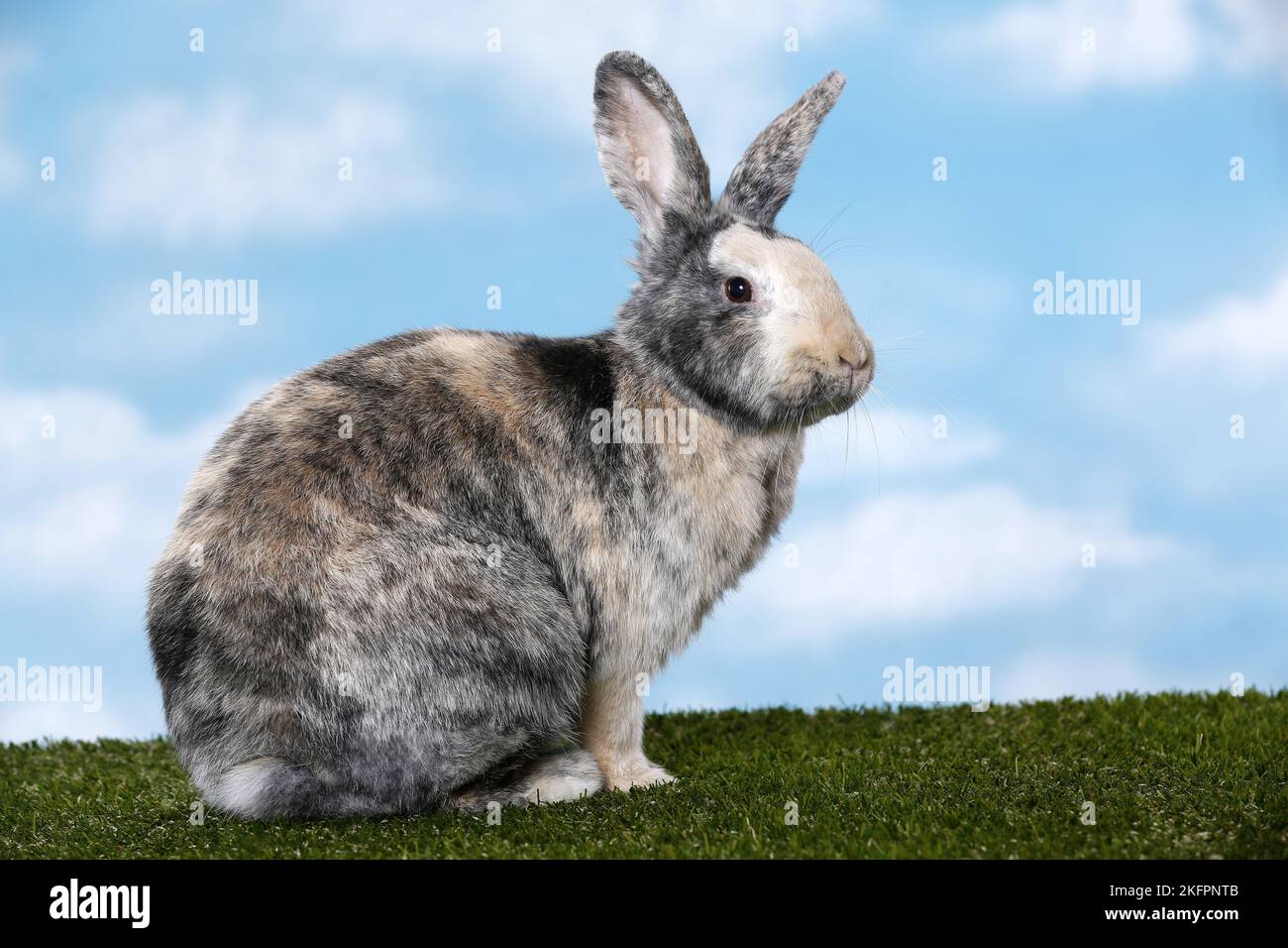 Cloudy sky studio rabbit hi-res stock photography and images - Alamy