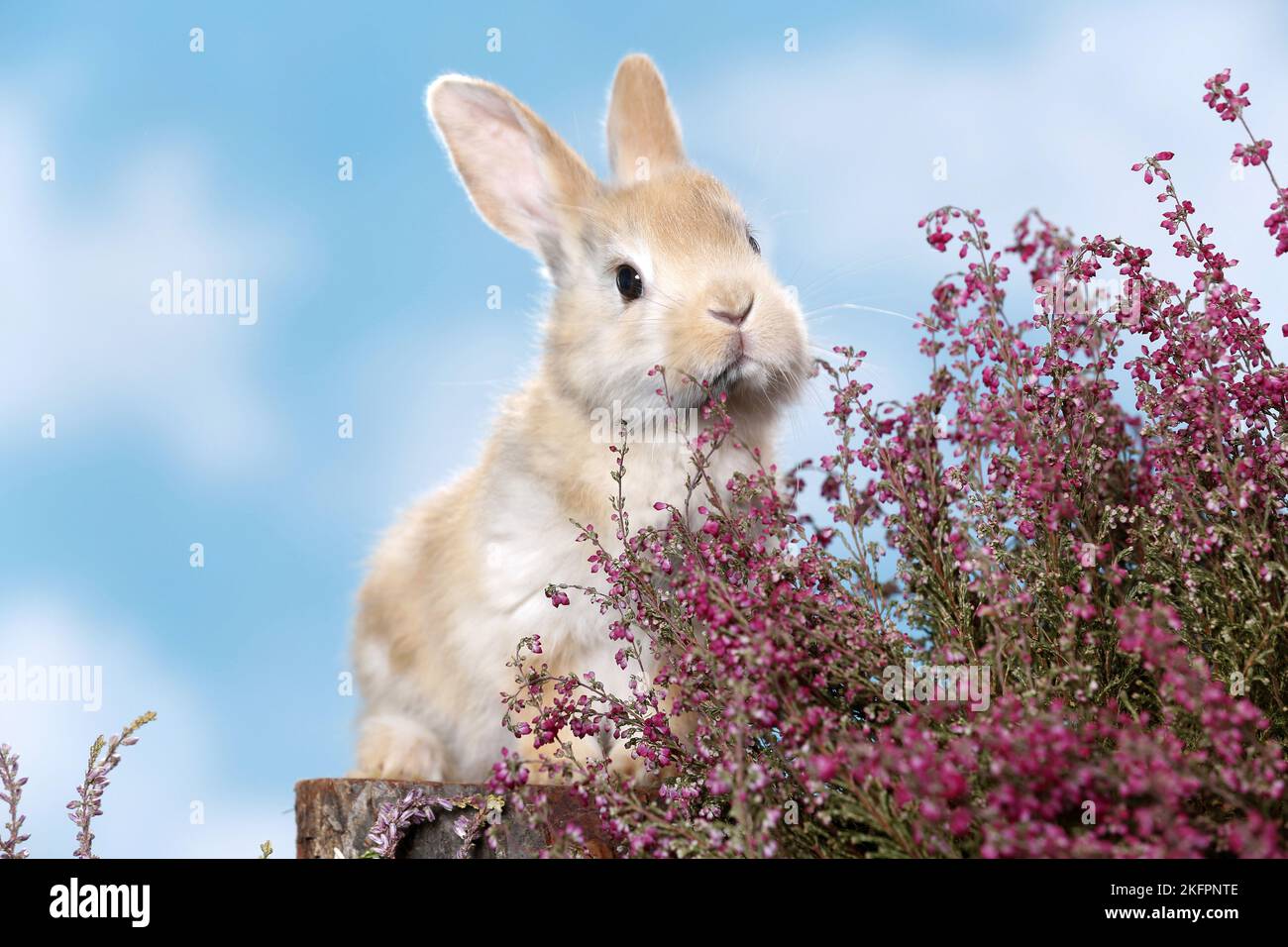 Cute rabbit coloured studio hi-res stock photography and images - Alamy