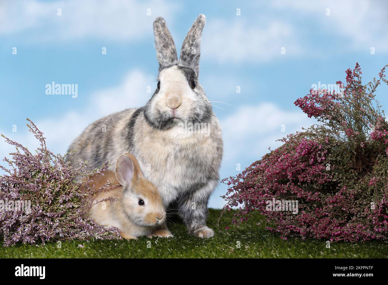 Mother rabbit two young rabbits hi-res stock photography and images - Alamy