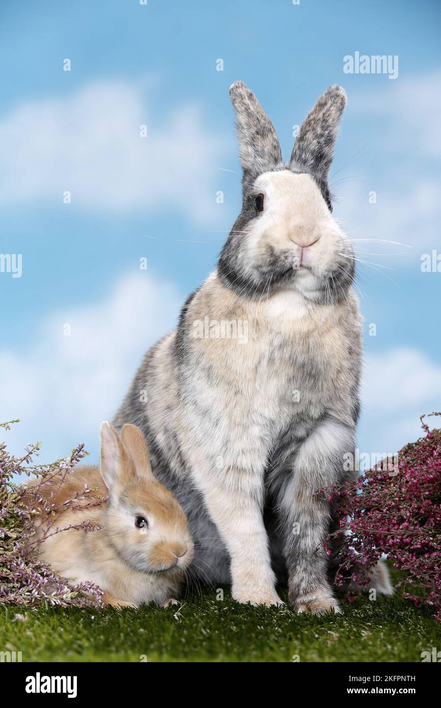 Mother rabbit two young rabbits hi-res stock photography and images - Alamy