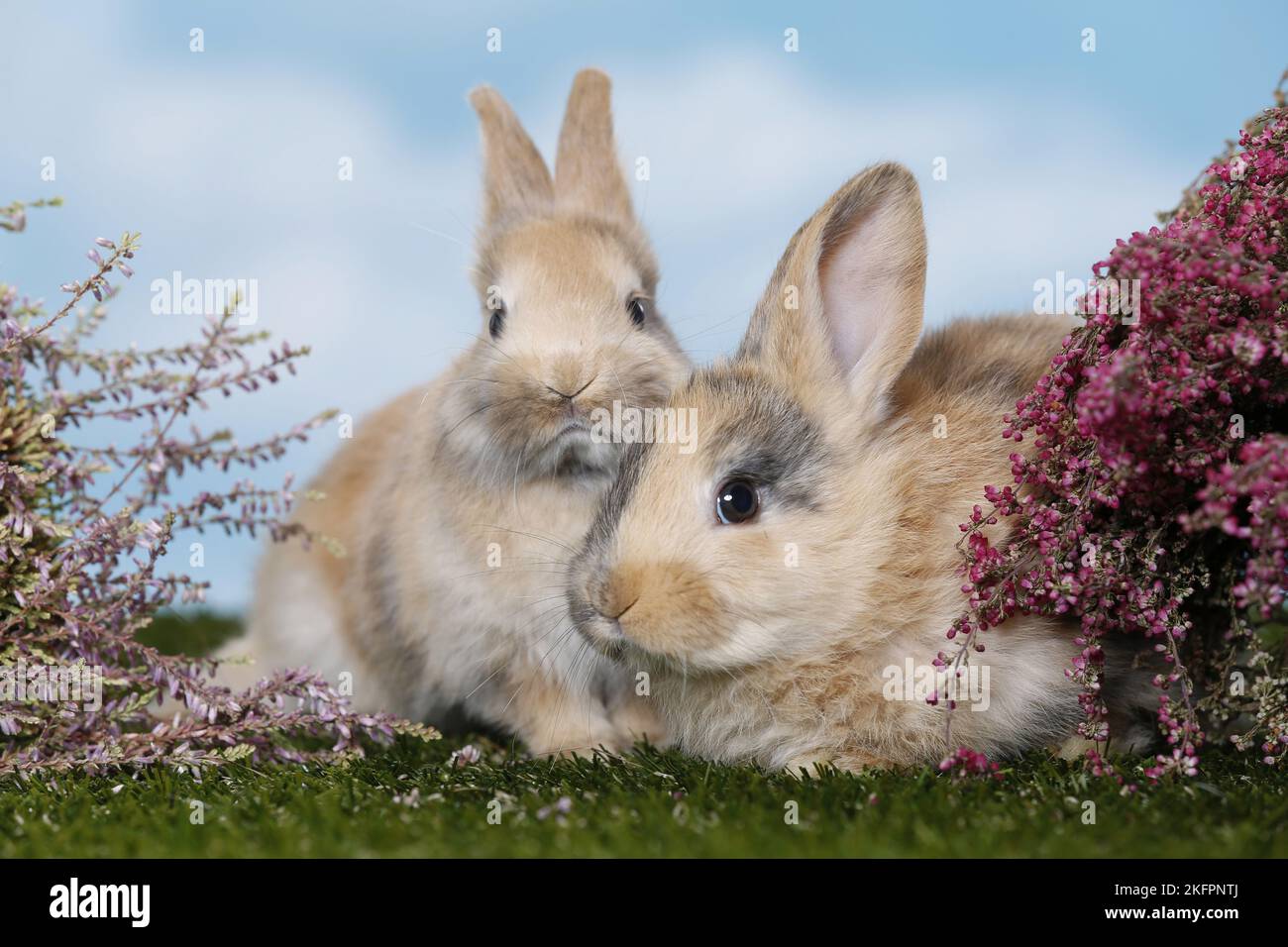 Baby erica hi-res stock photography and images - Alamy