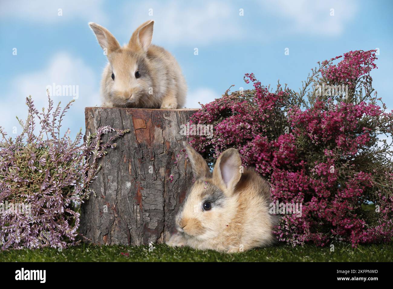 Two rabbits and colored flowers hi-res stock photography and images - Alamy