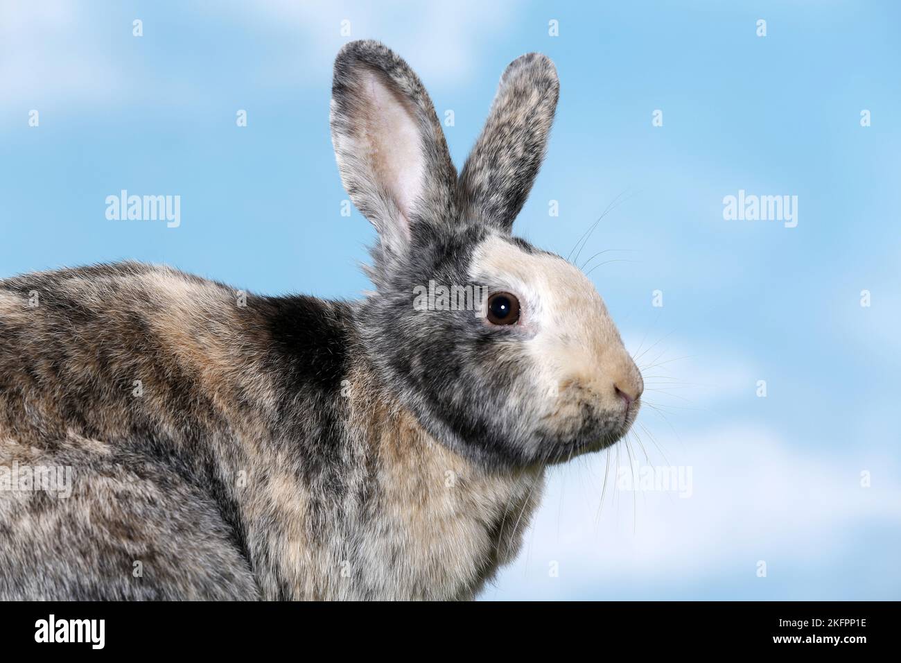 Cloudy sky studio rabbit hi-res stock photography and images - Alamy