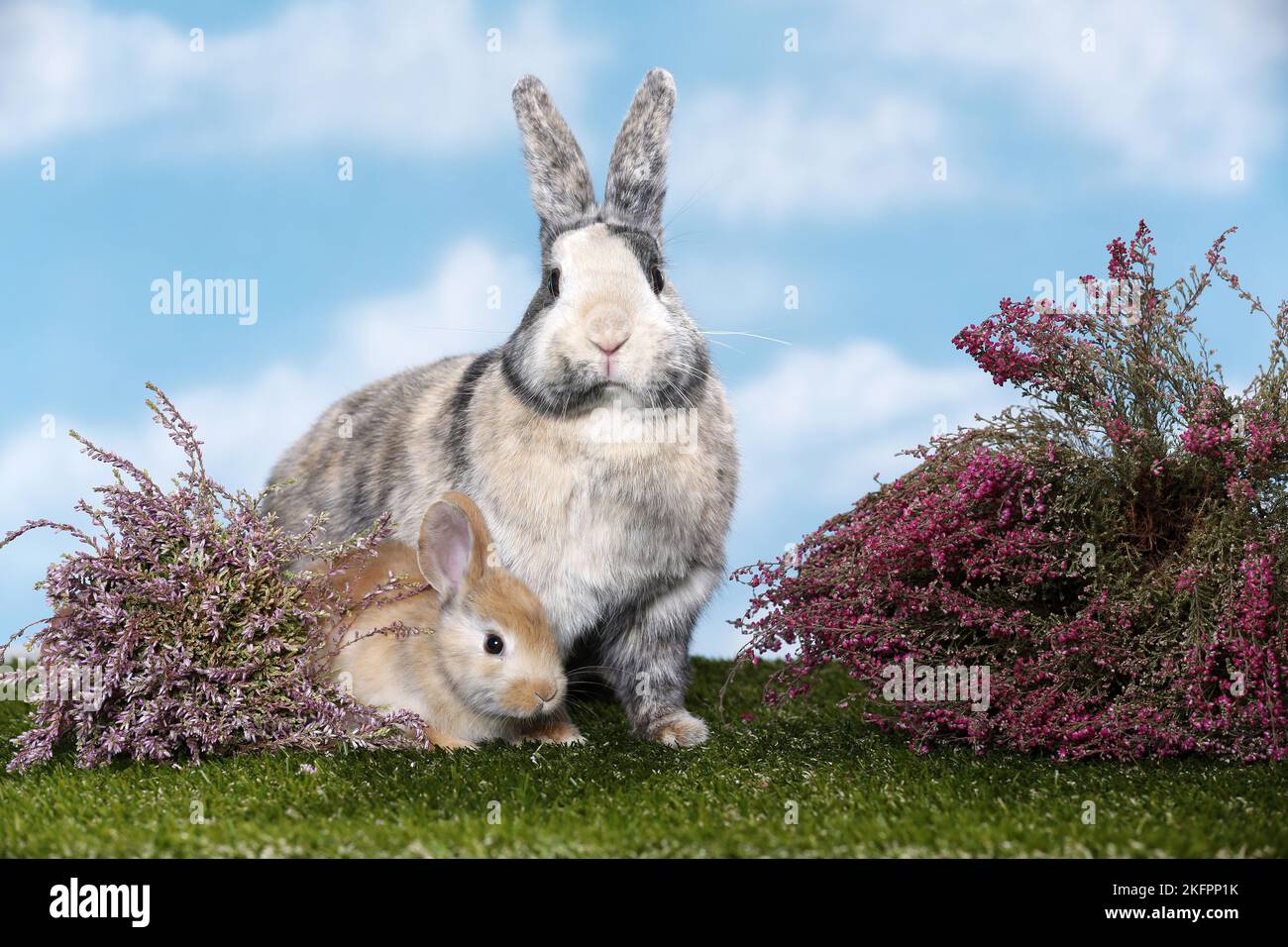 Mother rabbit two young rabbits hi-res stock photography and images - Alamy