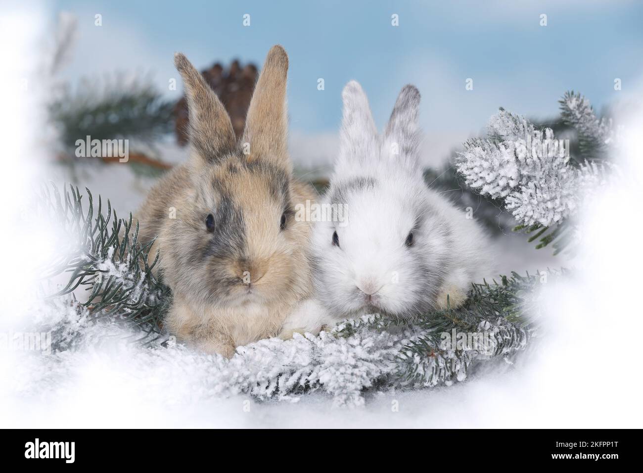 Two white rabbits winter hi-res stock photography and images - Alamy