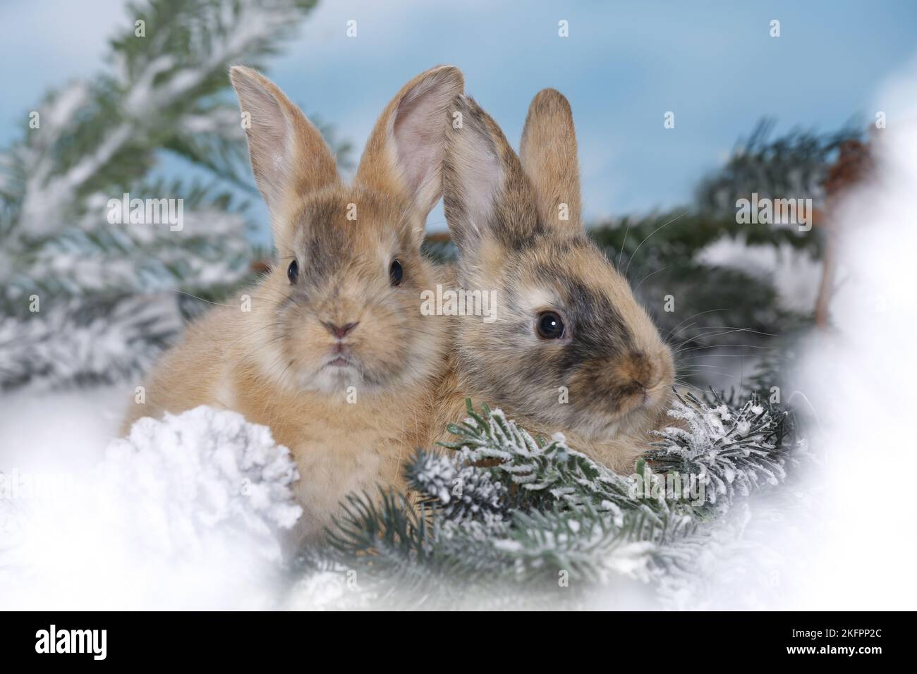 Two rabbits snow hi-res stock photography and images - Alamy