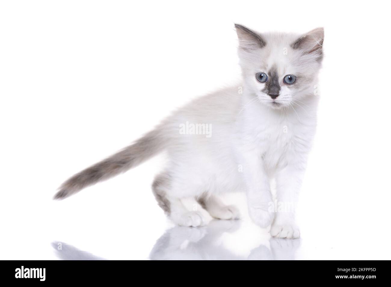 Ragdoll cat walks hi-res stock photography and images - Alamy
