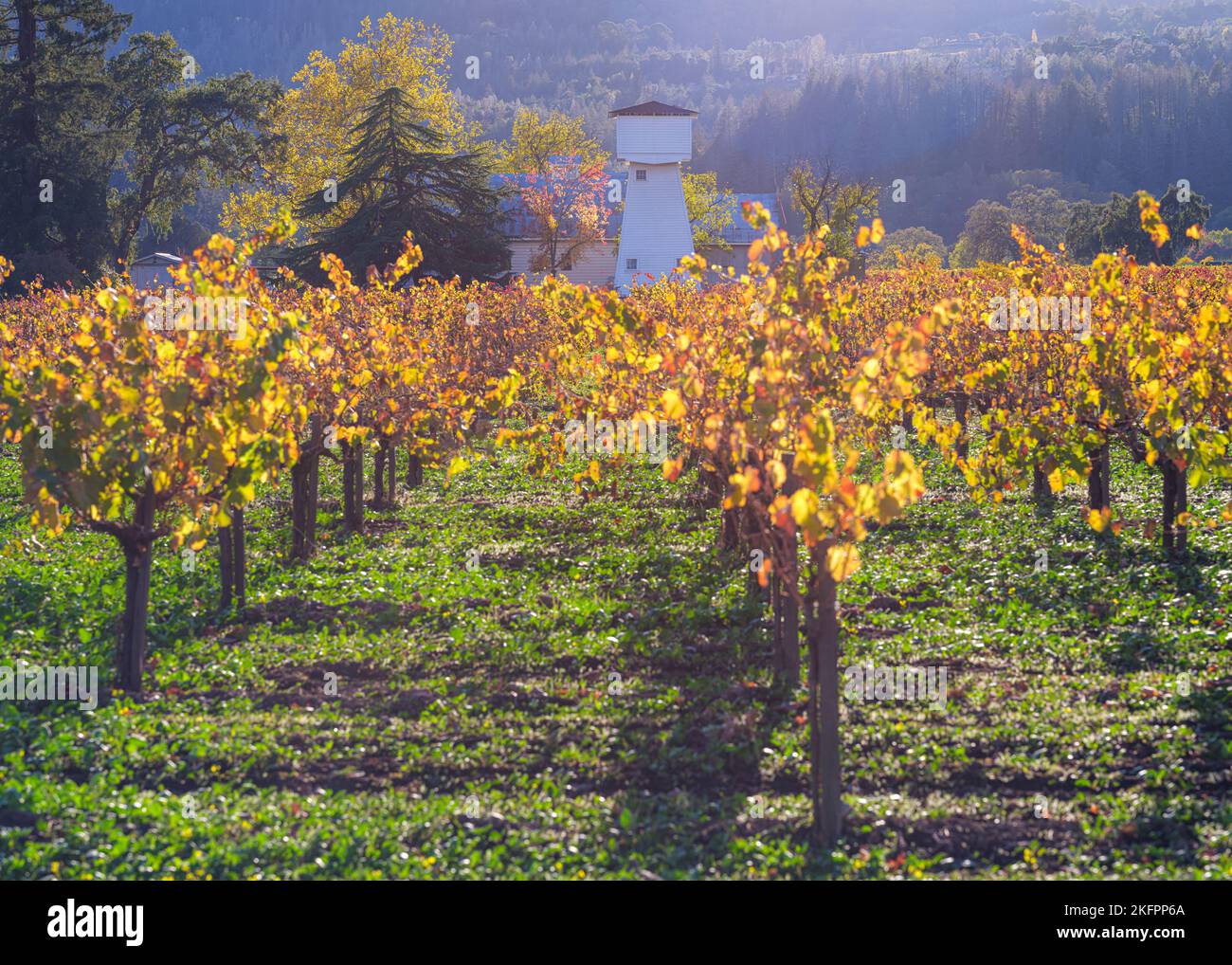 Glorious Autumn Sunshine Falling on the Grapevines in Napa Valley Stock ...