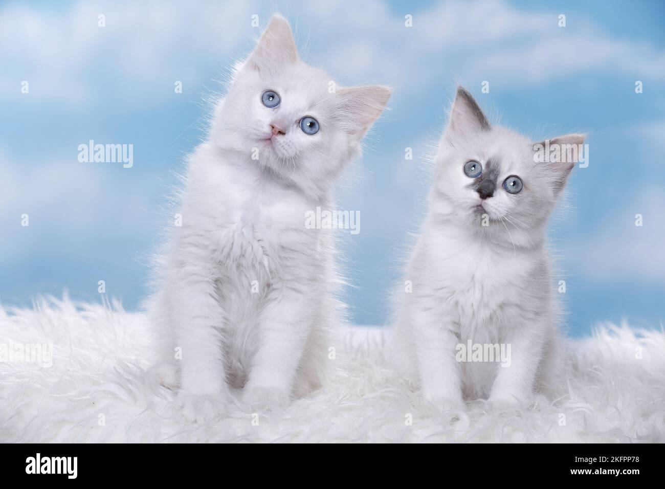 Two long hair ragdoll cats hi-res stock photography and images - Alamy