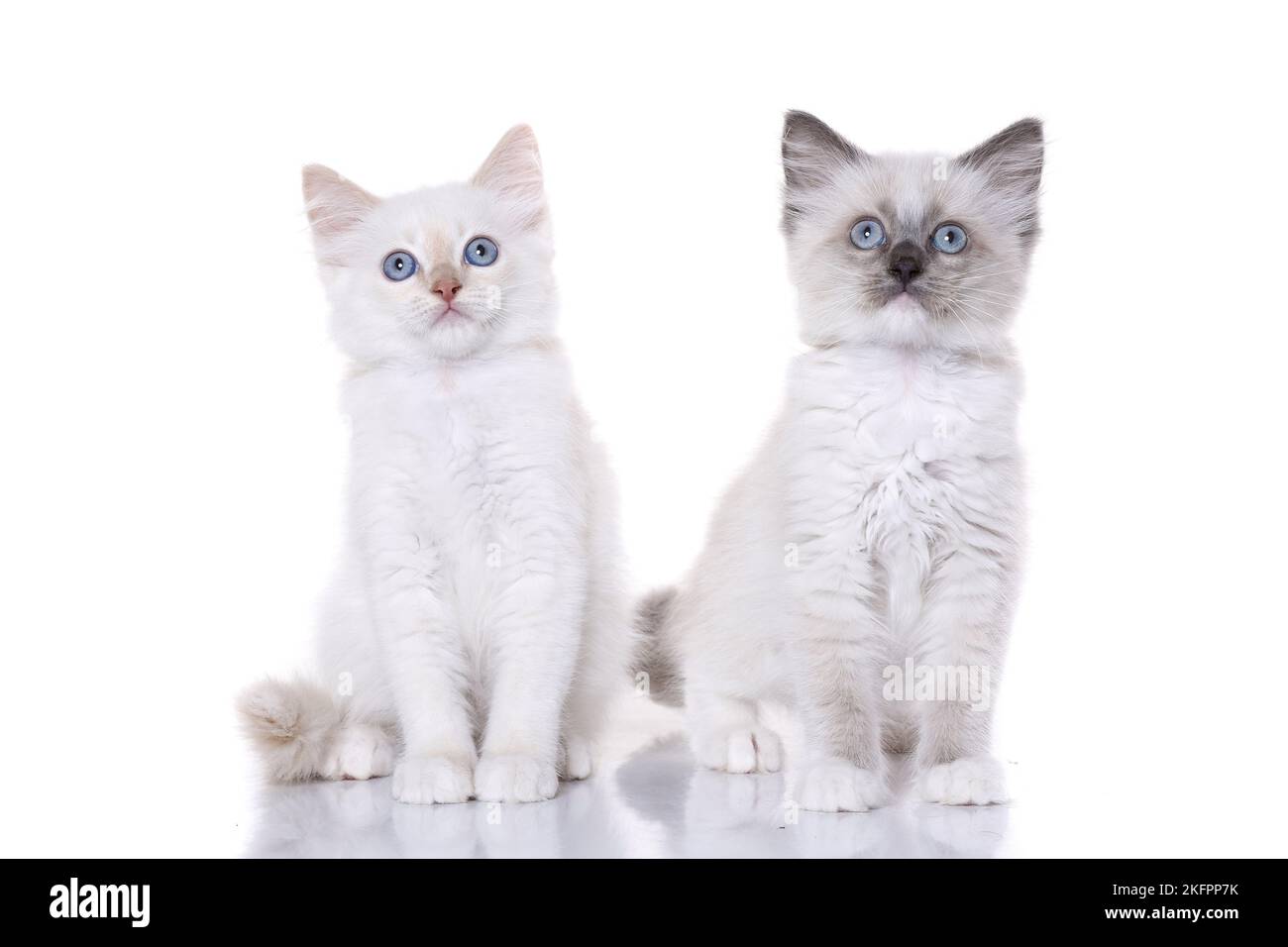 Two long hair ragdoll cats hi-res stock photography and images - Alamy