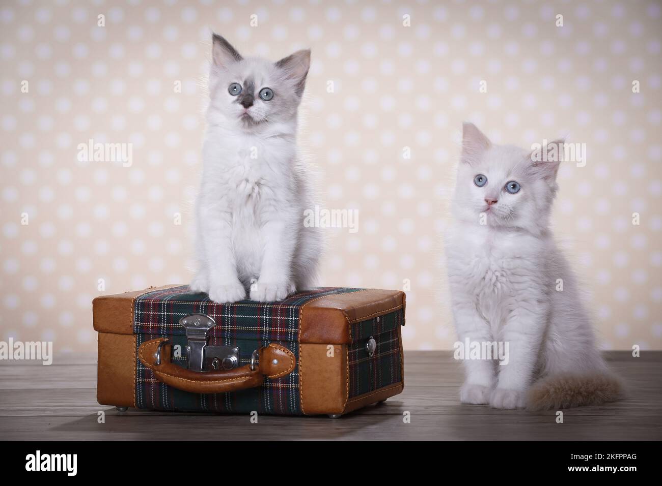 Two long hair ragdoll cats hi-res stock photography and images - Alamy